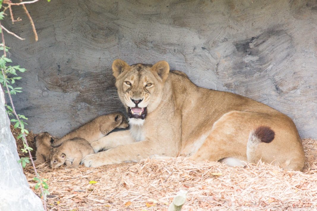 ENTERTAINMENT: Endangered Asian lion cubs born at Fota Wildlife Park ...