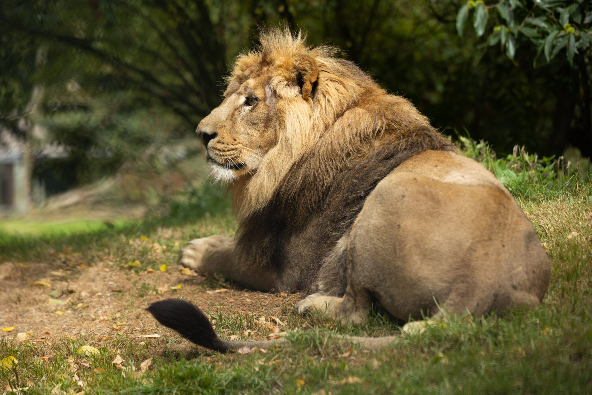 Visitors at Fota Wildlife Park can now see the new male endangered ...