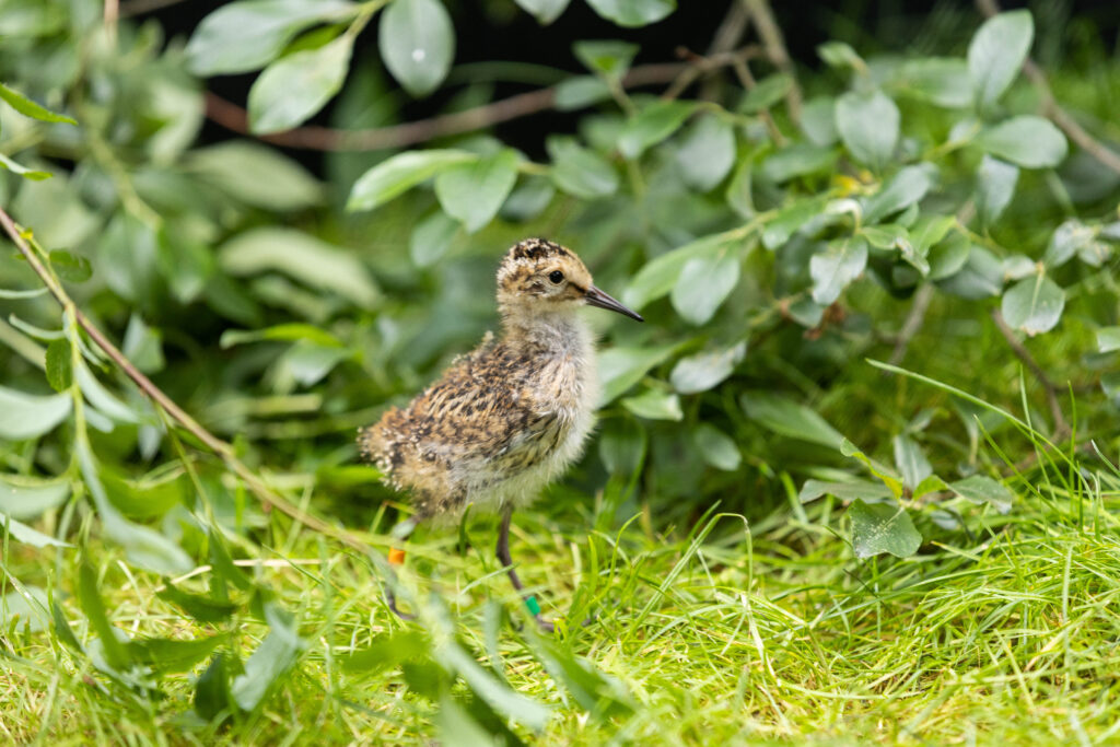Fota Wildlife Park as project partner of Breeding Waders EIP helps ...