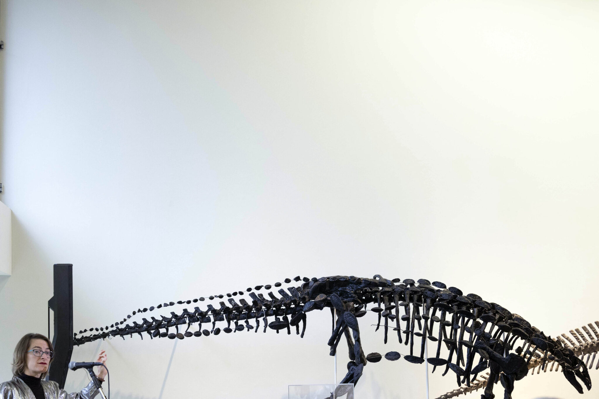 Ireland's Dinosaur Fossils on display at Glucksman, UCC | TheCork.ie ...